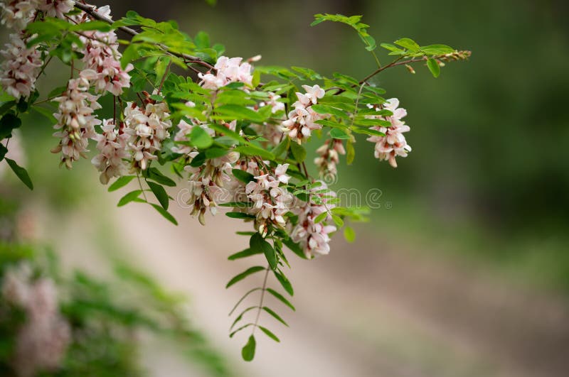 Pink acacia flowers stock image. Image of aromatherapy - 72078905