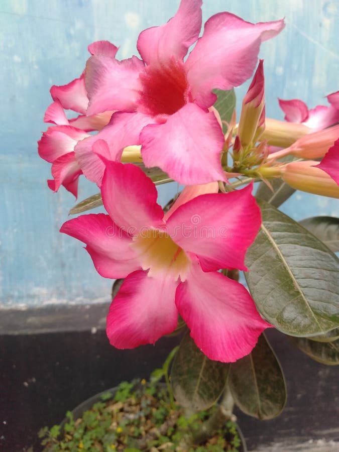 Beautiful Pink Adenium Flowers Stock Photo - Image of bloom, summer ...