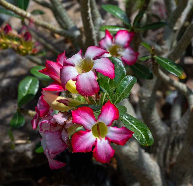 Beautiful Pink Adenium Obesum Flower In Garden Desert Rose Impala