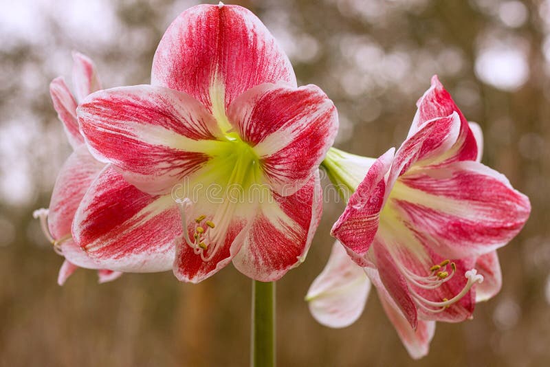 Amarilis stock photo. Image of closeup, bloom, flora - 137830316