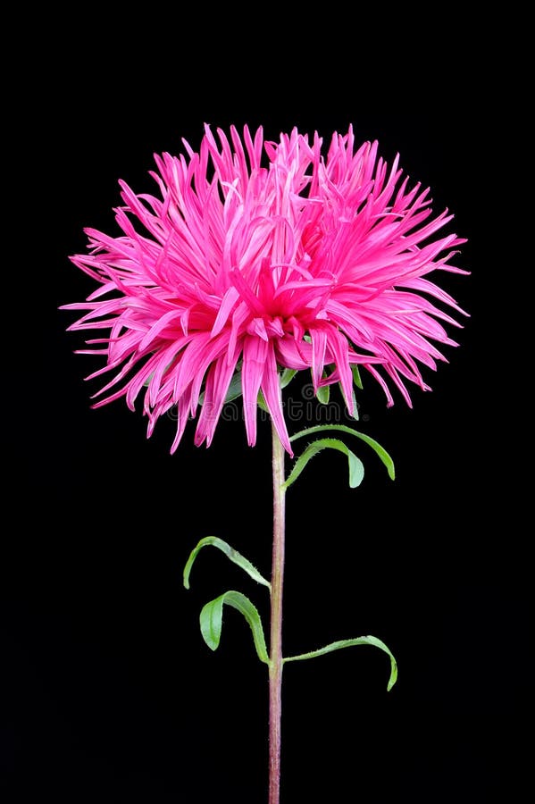 Beautiful Pink Aster Flower on Black Background Stock Photo - Image of ...