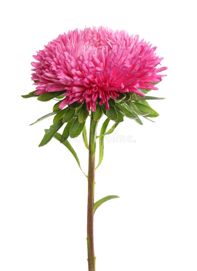 Beautiful Pink Aster Flower on Background Stock Photo - Image of ...