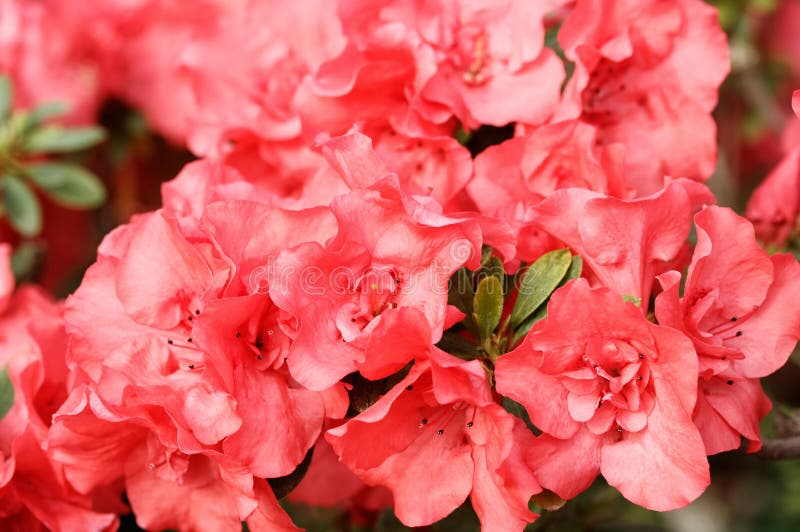 Beautiful Pink Azalea Flowers Blossom Background Stock Image - Image of ...