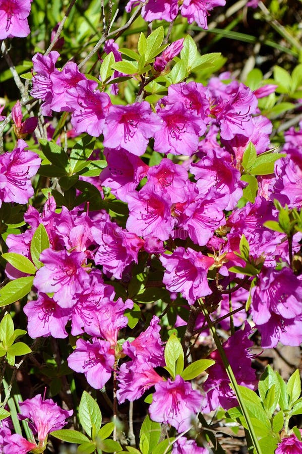 Beautiful Pink Azaleas in the Spring Sunshine Stock Illustration ...