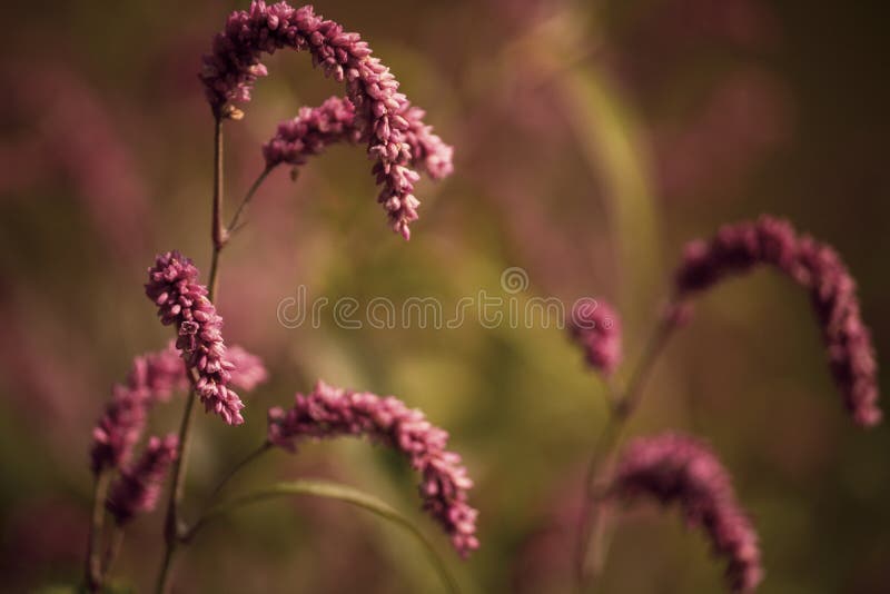 Beautiful Pink Barley Flower Wallpaper Background Stock Photo - Image ...