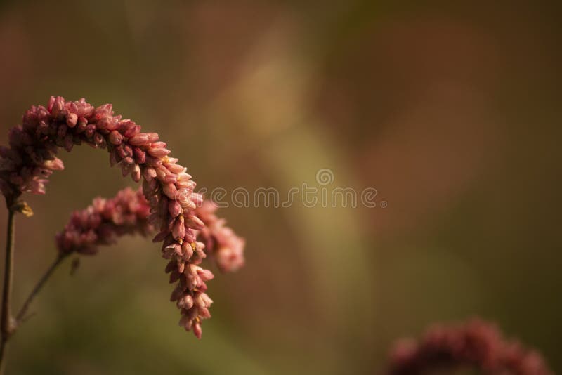 Beautiful Pink Barley Flower Wallpaper Background with a Space for Text ...