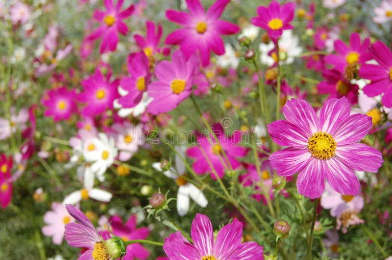Beautiful Pink Bell Flowers Stock Photo - Image of leaf, peaceful: 23185986