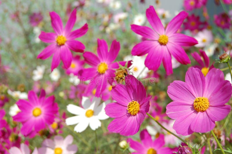 Beautiful Pink Bell Flowers Stock Image - Image of park, horticulture ...