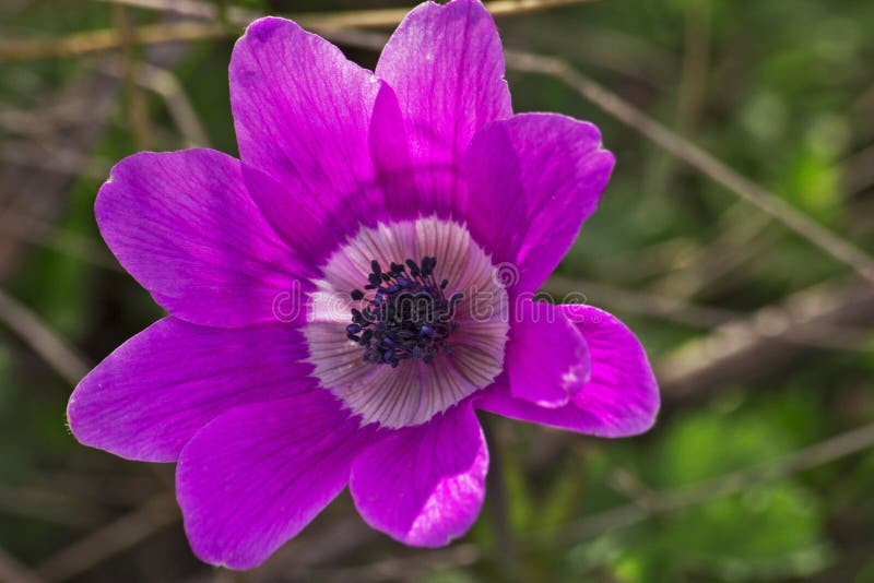 Beautiful Pink Bell Flowers Stock Photo - Image of autumn, decorative ...