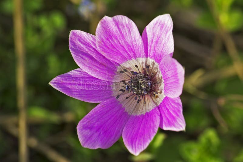 Beautiful Pink Bell Flowers Stock Photo - Image of botany, garden: 30324822