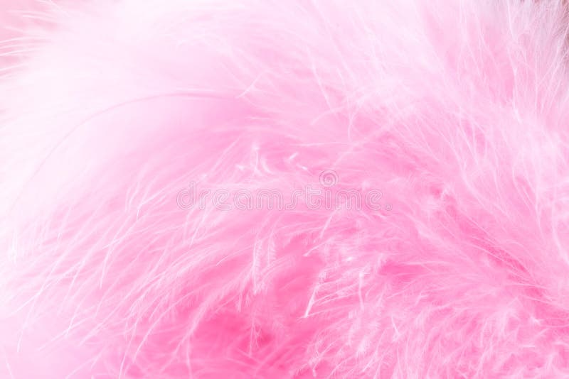 Pink Bird Feathers in Soft and Blur Style, Fluffy Feather Background ...