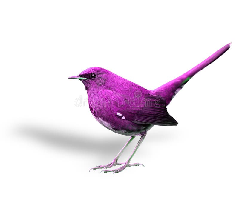 Beautiful Pink Bird with High Tail Lifting Over White Background Stock ...
