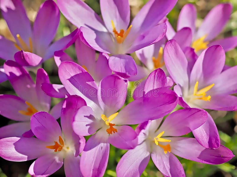 Beautiful Pink Blooming Crocus Flowers Stock Photo - Image of beauty ...