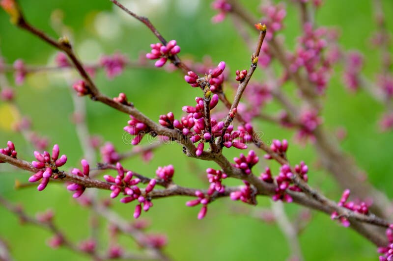 Beautiful Pink Blooming Tree in the Spring Park Stock Image - Image of ...