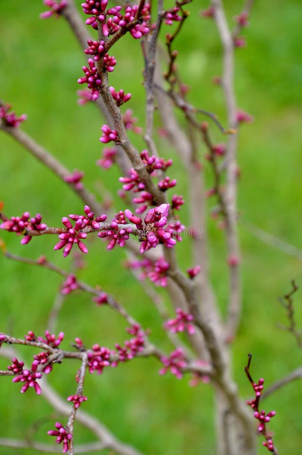 Beautiful Pink Blooming Tree in the Spring Park Stock Photo - Image of ...