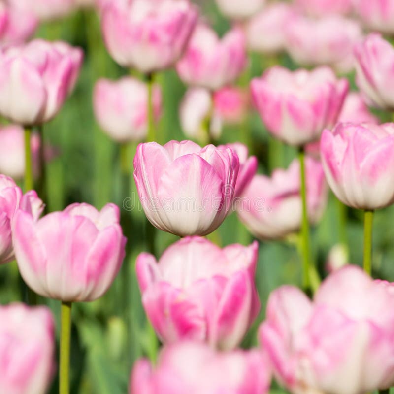 Beautiful Pink Blooming Tulips Stock Photo - Image of beauty, macro ...