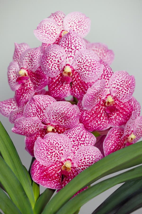 Red Vanda Orchid Flowers in the Garden Stock Image - Image of white ...