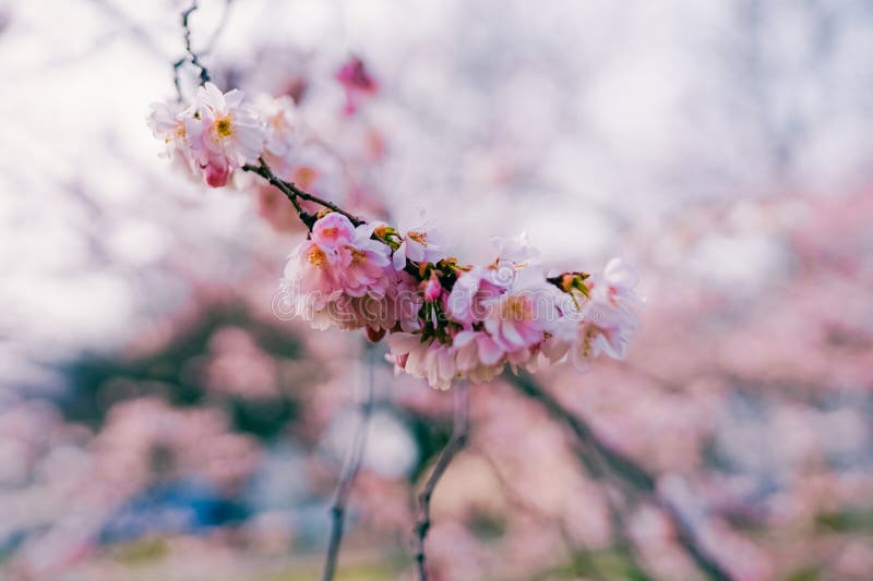 Beautiful Pink Blossom Tree in Spring Time Stock Image - Image of ...