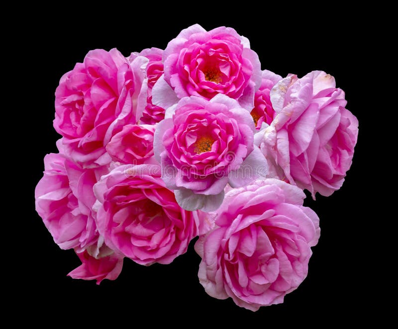 Beautiful Pink Bunch of Roses Stock Photo - Image of gardening, objects ...