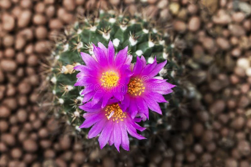 Beautiful Pink Cactus Flowers in the Garden Stock Image - Image of ...