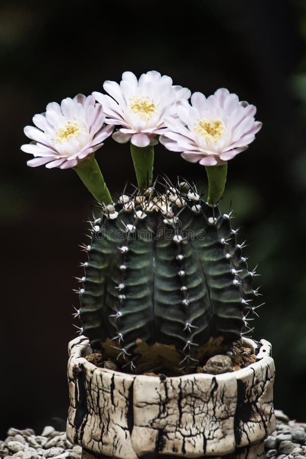 Beautiful Pink Cactus with Sharp Spines and White Fur Stock Photo ...