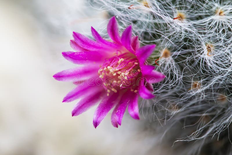 Beautiful Pink Cactus with Sharp Spines and White Fur Stock Image ...