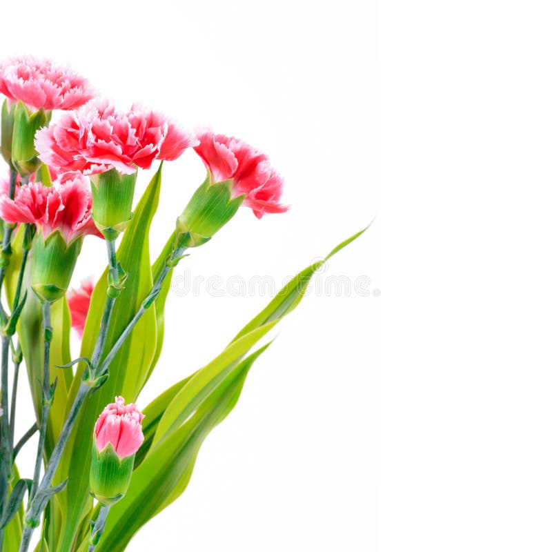 Beautiful Pink Carnation Flowers, Border Design with Copy Space Stock ...
