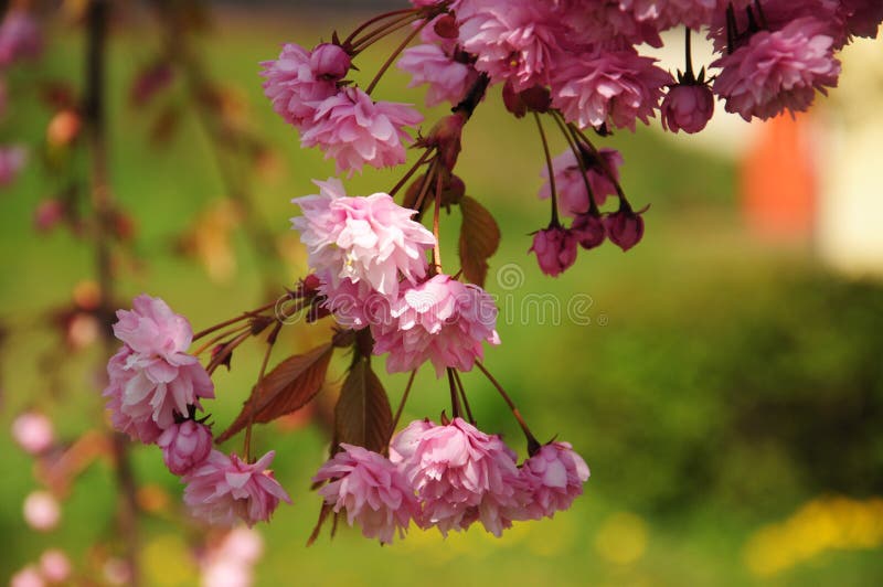 Beautiful Pink Cherry Blooming Tree Branch Stock Image - Image of ...