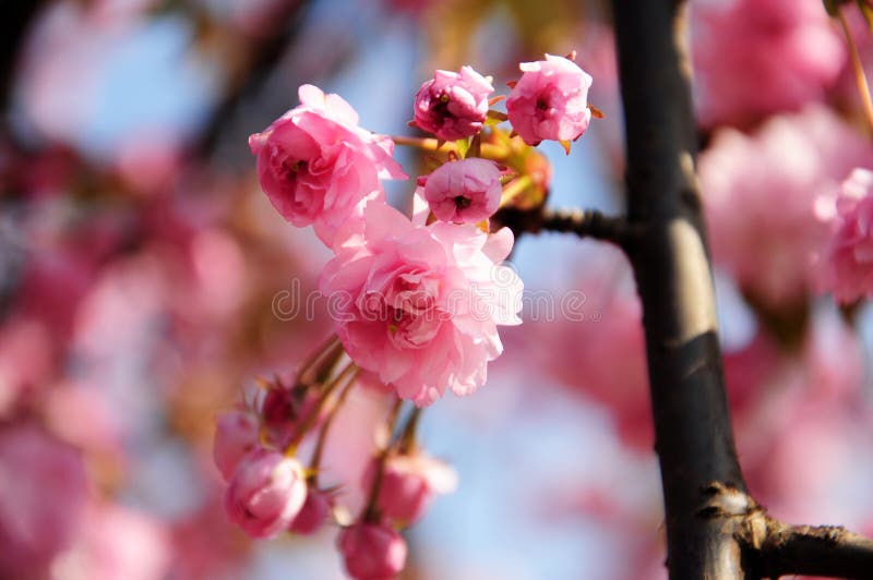 Beautiful Pink Cherry Blooming Tree Branch Stock Image - Image of petal ...