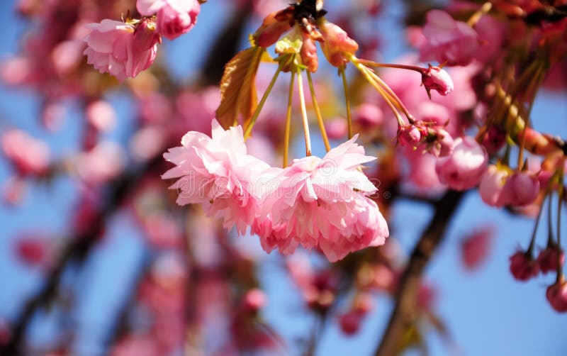 Beautiful Pink Cherry Blooming Tree Branch Stock Image - Image of petal ...