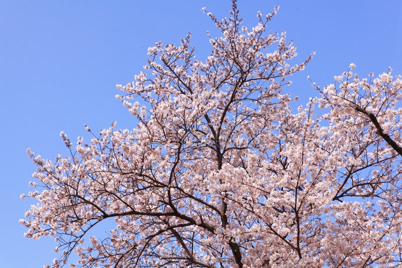Big Cherry Blossom Tree stock photo. Image of cherry, bloom - 7683706