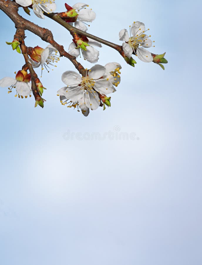 Beautiful Pink Cherry Blossom on a Blue Background. Stock Image - Image ...
