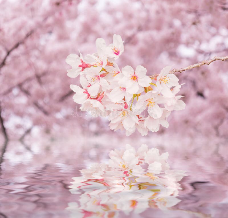 Beautiful Pink Cherry Blossom in Full Bloom. Japanese Sakura Stock ...