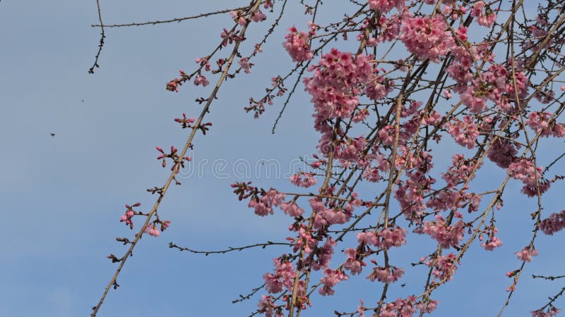 Beautiful Pink Cherry Blossom Tree with Insects in Springtime Stock ...