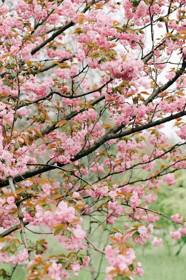 Beautiful Pink Cherry Blossoms on Tree Branches during Flowering in the ...