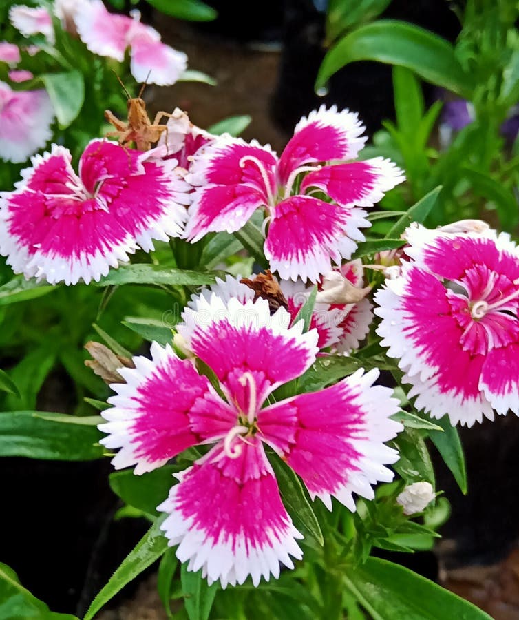 Beautiful Pink China Flower Image India Stock Photo - Image of flower ...