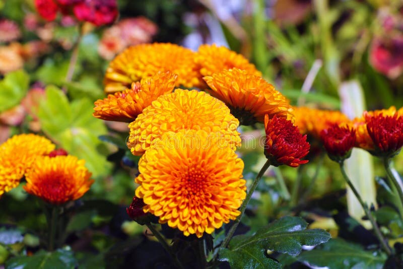 This is a Beautiful Pink Chrysanth. Chrysanthemums. Stock Photo - Image ...