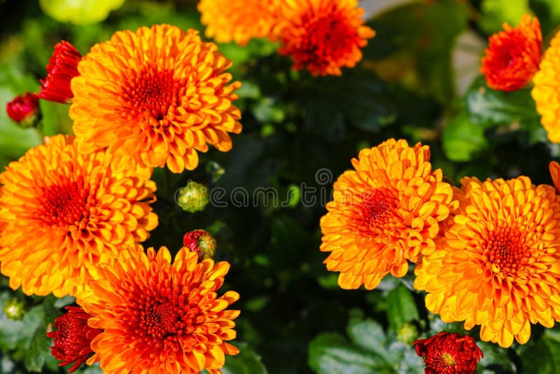 This is a Beautiful Pink Chrysanth. Chrysanthemums Stock Image - Image ...
