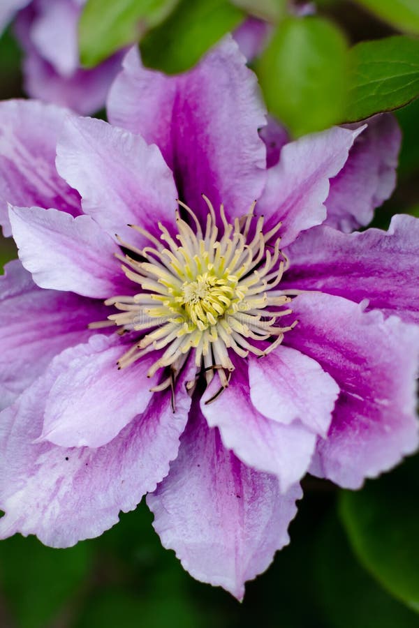 Beautiful Pink Clematis Flower, Clematis Poseidon, Ranunculaceae Stock ...