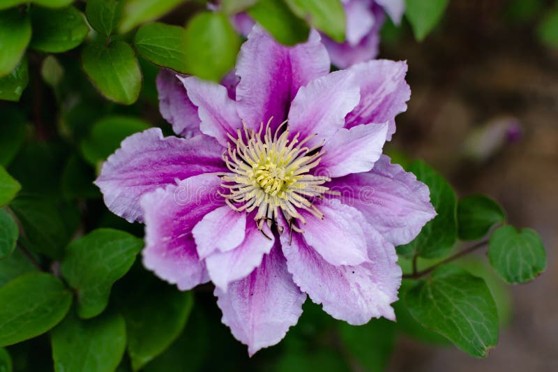 Beautiful Pink Clematis Flower, Clematis Poseidon, Ranunculaceae Stock ...