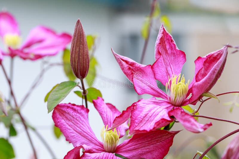 Beautiful Pink Clematis Flowers Stock Photo - Image of pink, garden ...