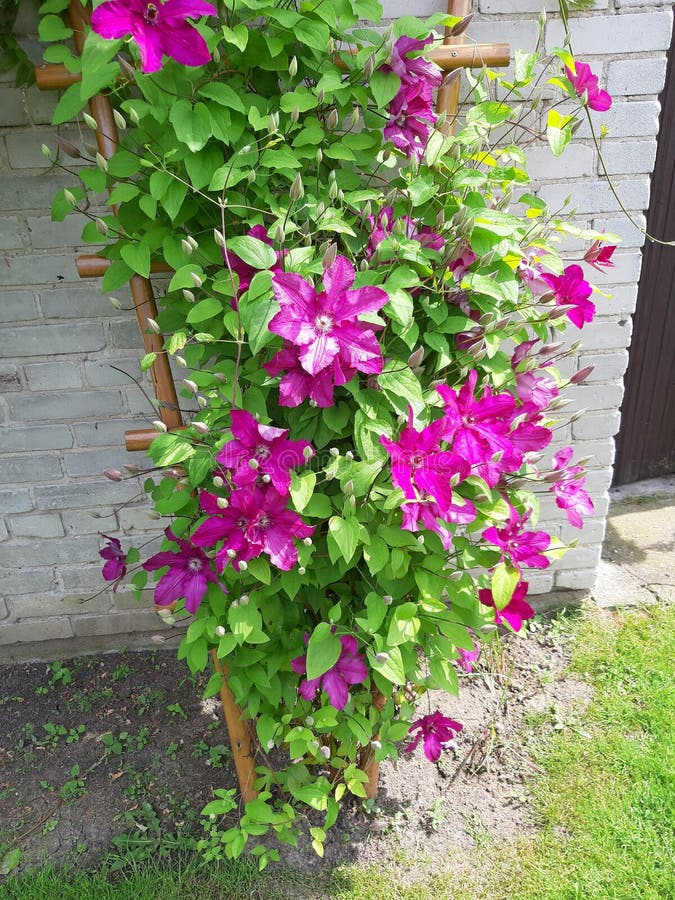 Beautiful Pink Clematis Outdoors Stock Image - Image of bright ...