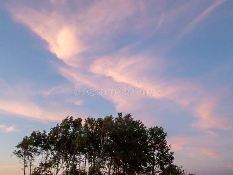 Beautiful Pink Clouds Above Trees Stock Photo - Image of landscape ...