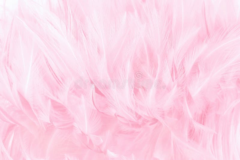 Beautiful Pink Color Bird Feathers Pattern Texture Background Stock ...