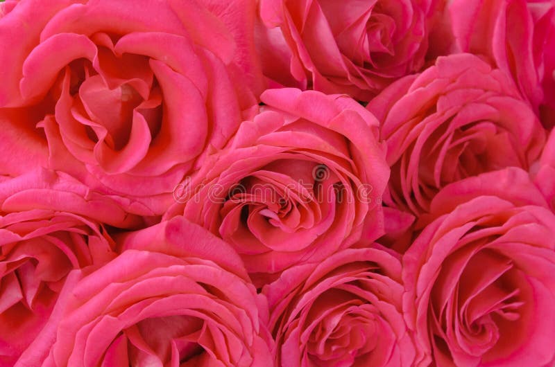 Beautiful Pink Color Fresh Roses Design Overall Background Pattern ...