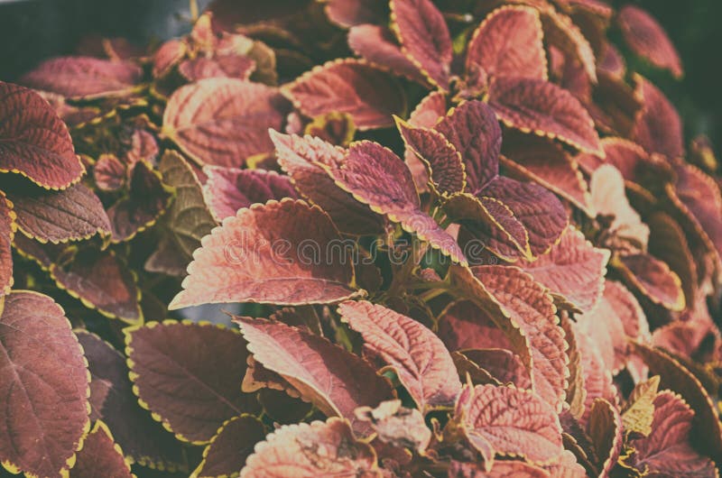 Leaf stock image. Image of leafs, countryside, grassland - 43131427