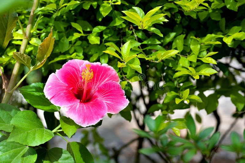 Beautiful Pink Color Hibiscus Flower Stock Image - Image of flower ...