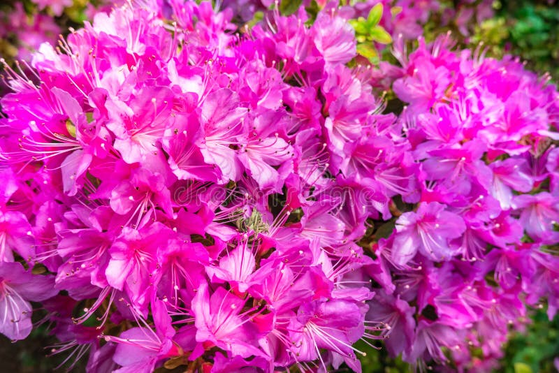Beautiful Pink Color Rhododendron Bush in a Park in Springtime Stock ...