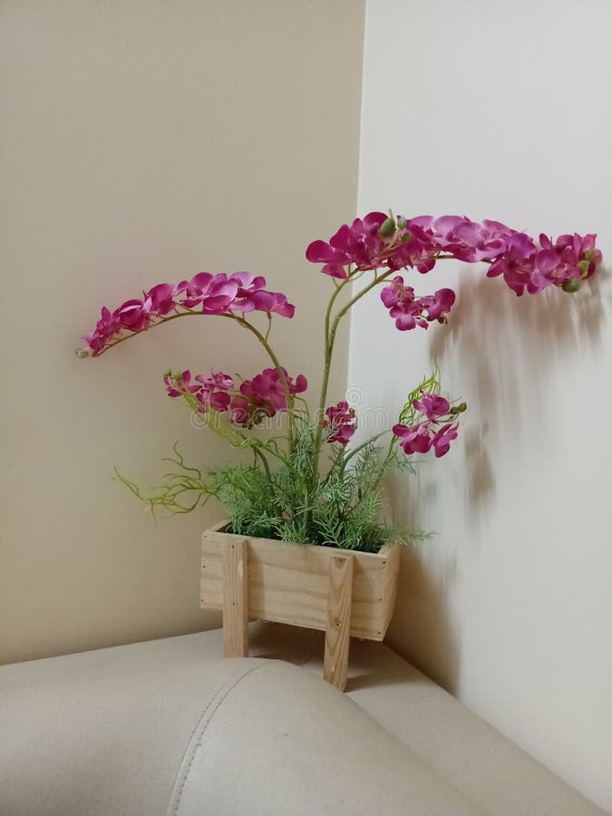 Beautiful Pink Colour Buke Clousup Photo Stock Photo - Image of ...