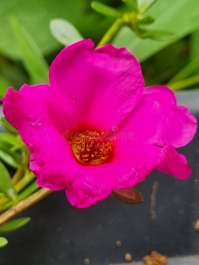 Beautiful Pink Colour Flower Images Stock Photo - Image of beautiful ...